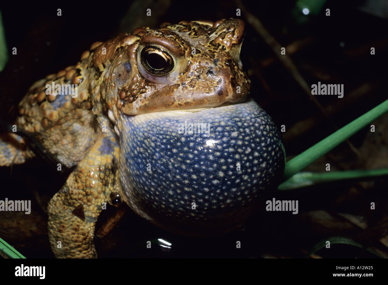 American toad calling bufo americanus hi-res stock photography and ...