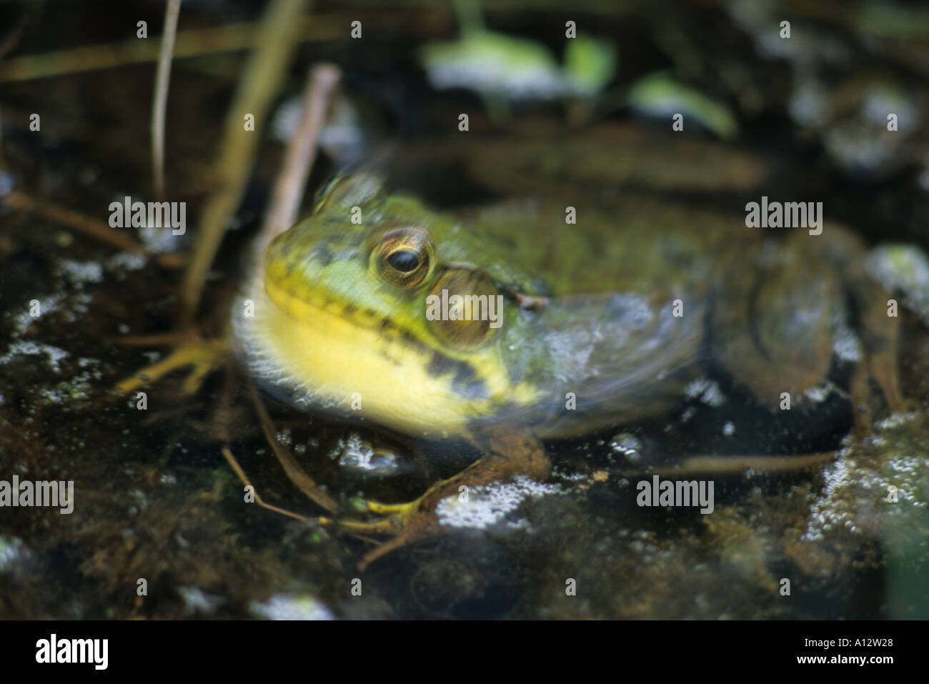 Rana clamitans, calling hi-res stock photography and images - Alamy