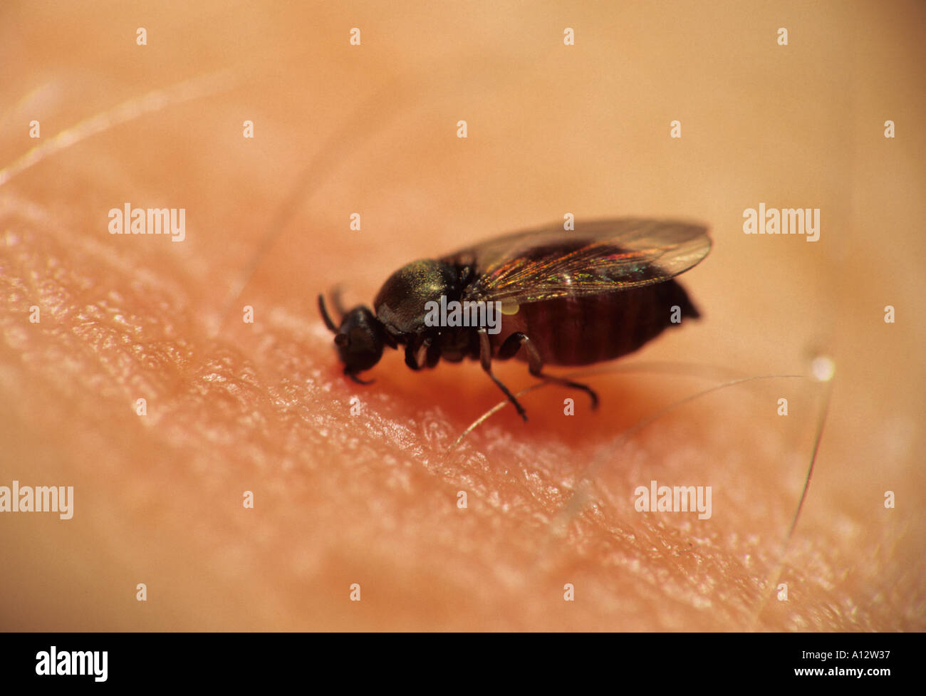 Blackfly hi-res stock photography and images - Alamy