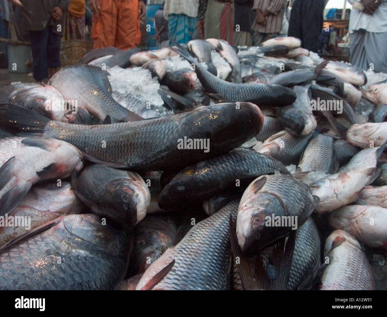 Fish in a fish market in the harbor of the Buriganaga river Stock Photo ...