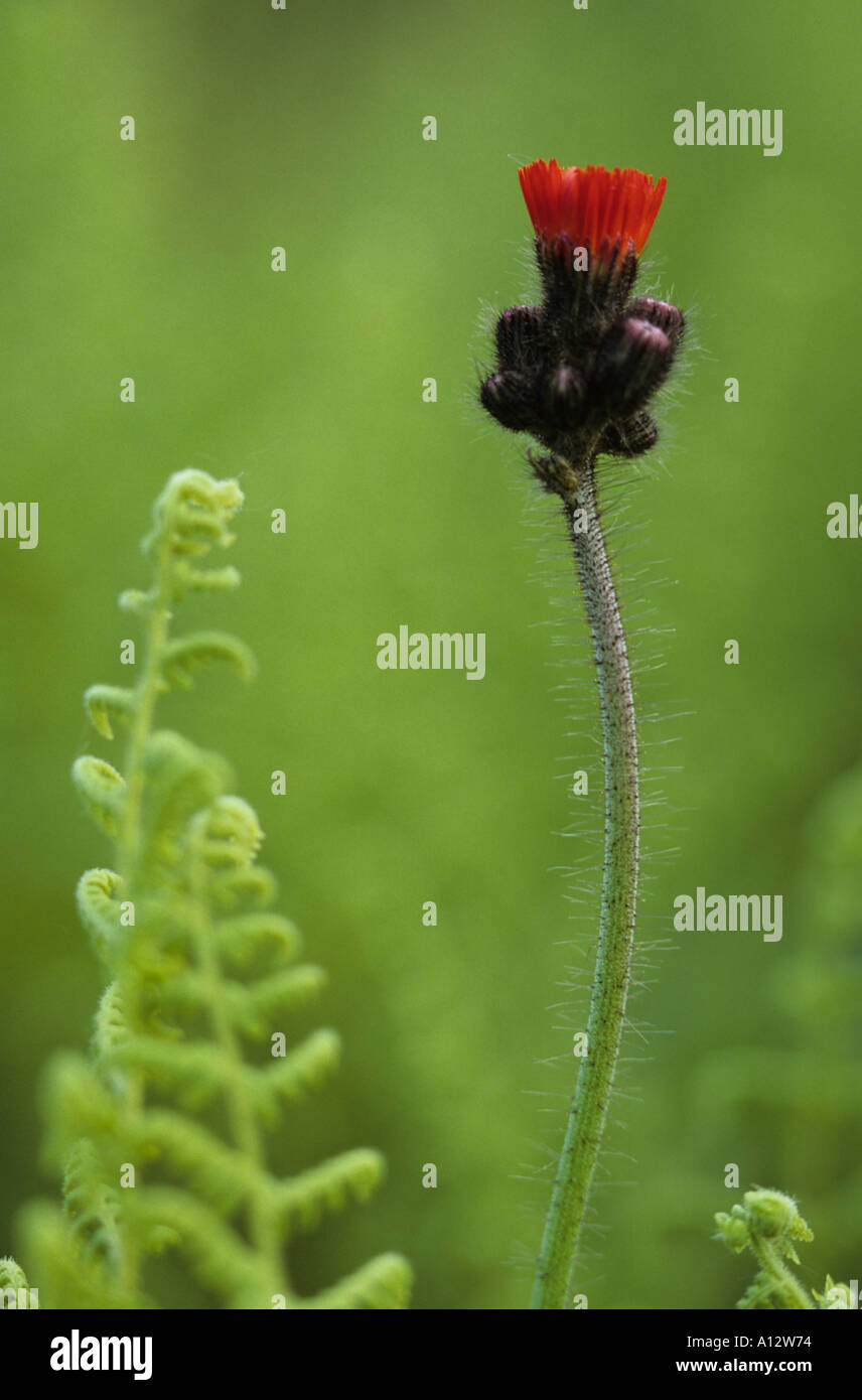 Hawk weed field hi-res stock photography and images - Alamy