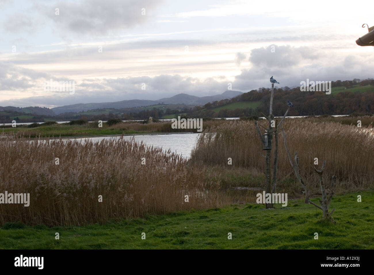 Conwy, North Wales RSPB reserve Stock Photo - Alamy