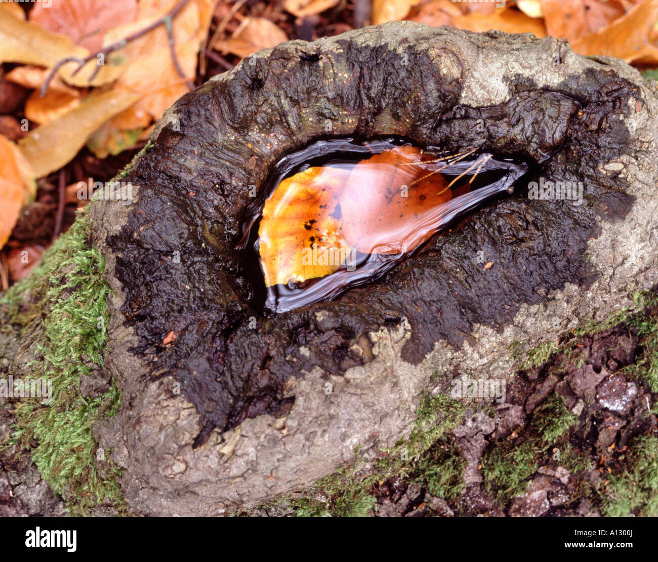 Tree bark and rain puddle Stock Photo - Alamy