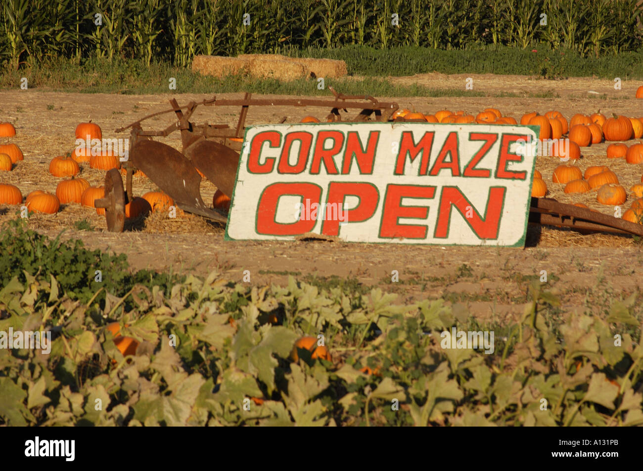 California corn maze hi-res stock photography and images - Alamy