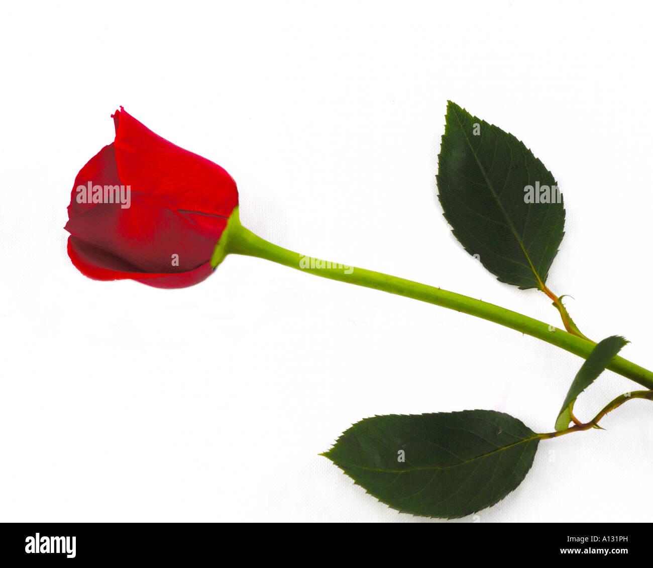 single red rose on white background Stock Photo - Alamy