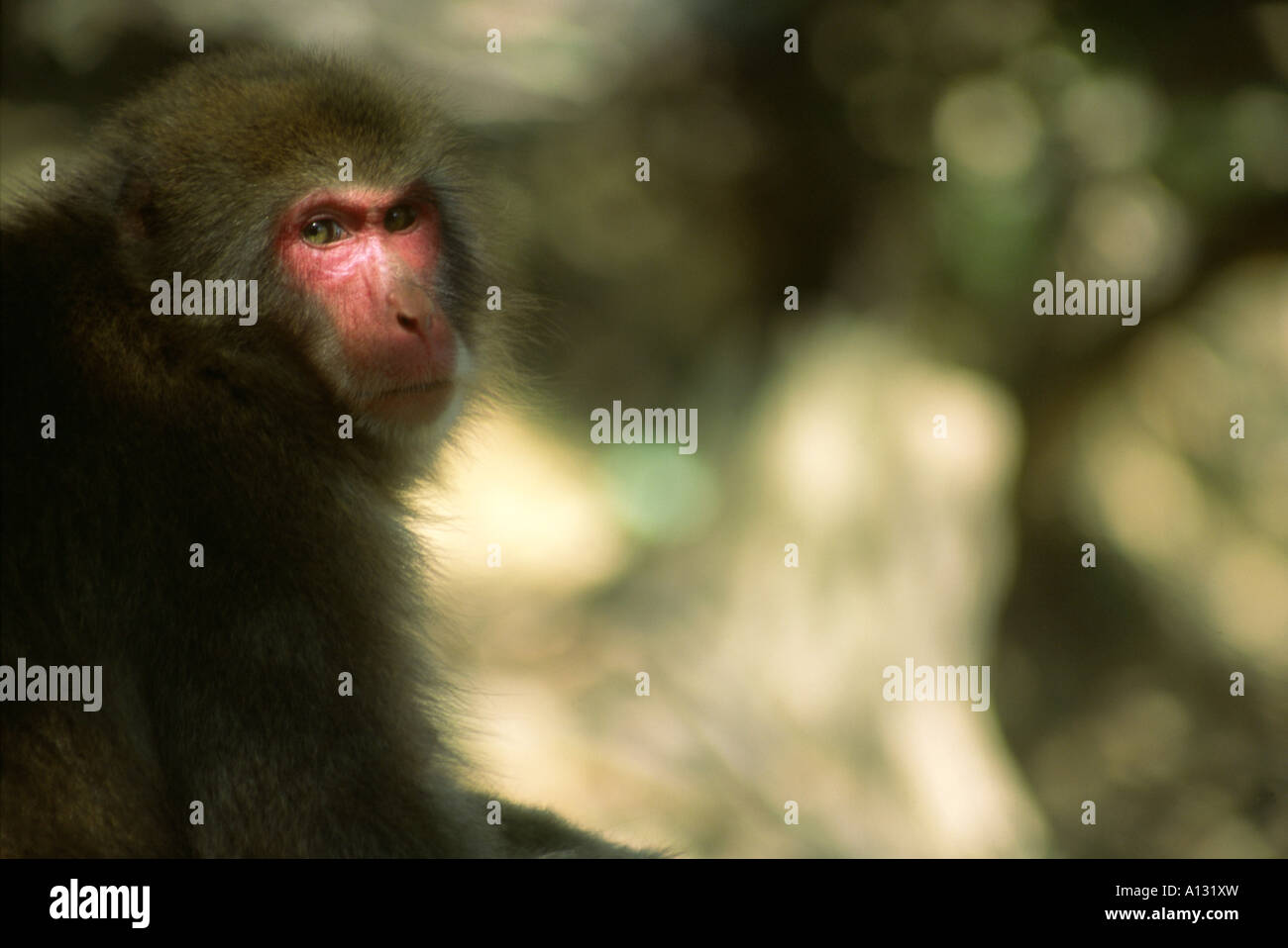 Japanese Macaque (Macaca Fuscata) portrait with dramatic lighting ...