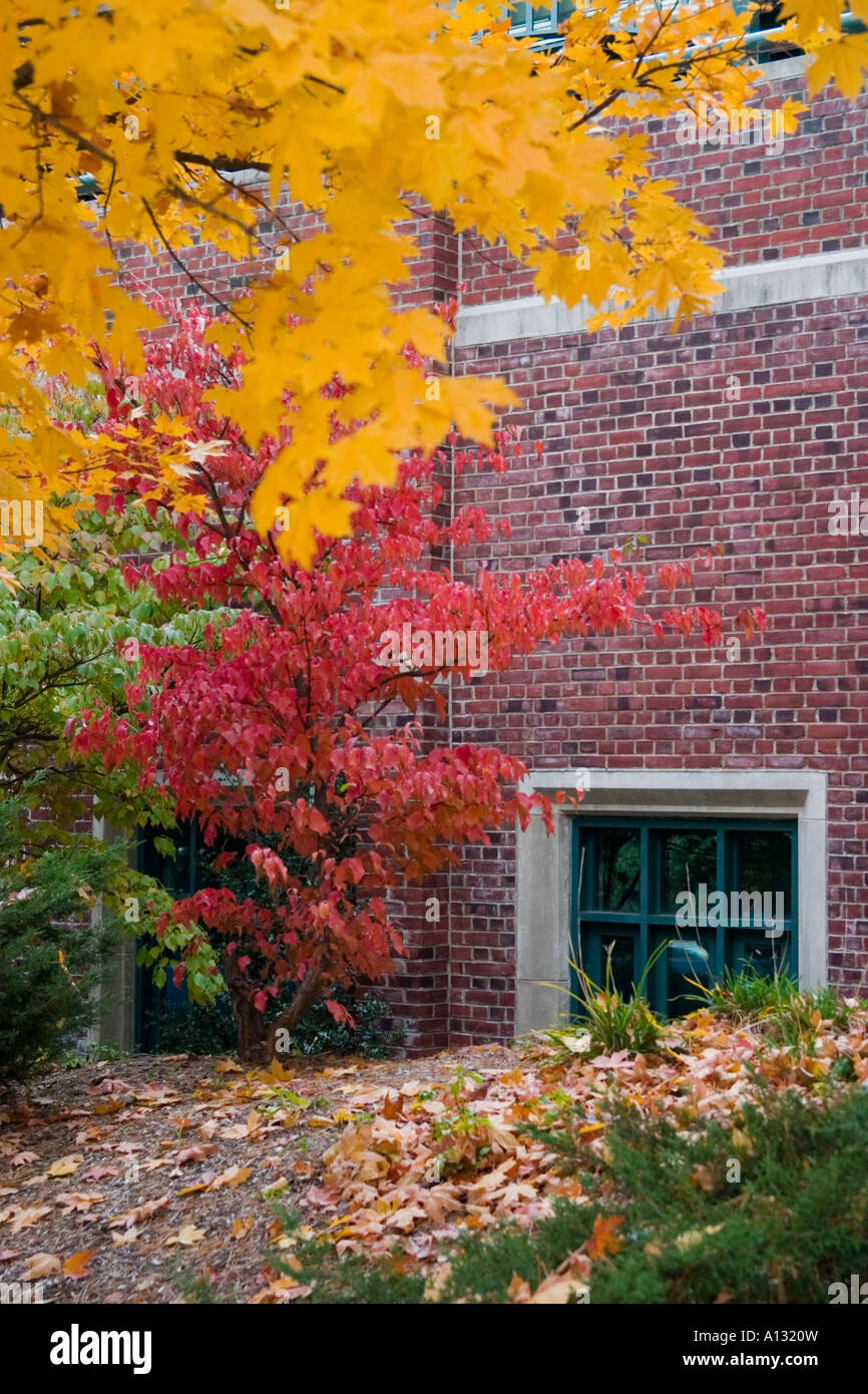 Foliage outside the Window Stock Photo - Alamy