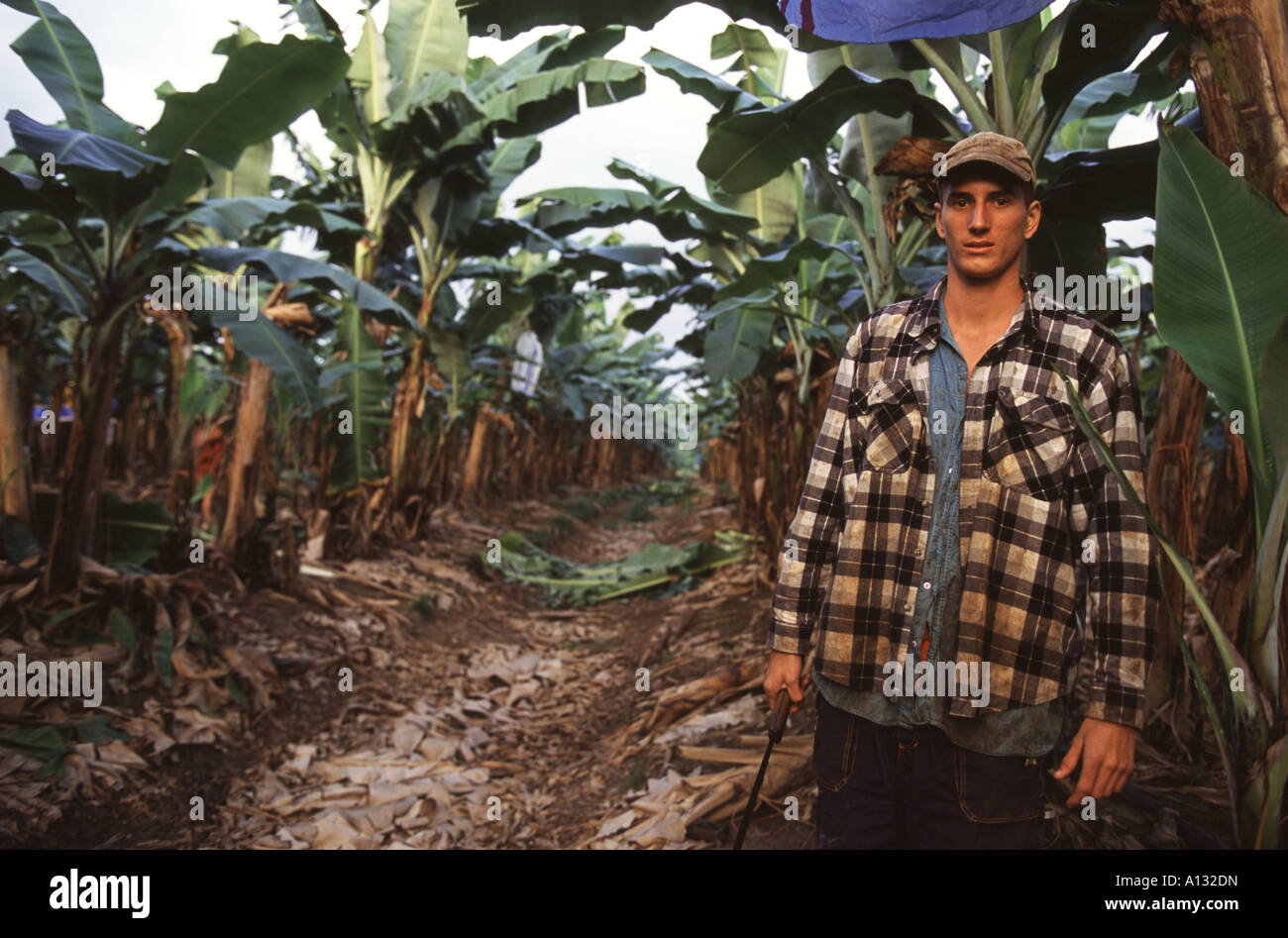 A young banana picker poses for the camera in a banana plantation in ...