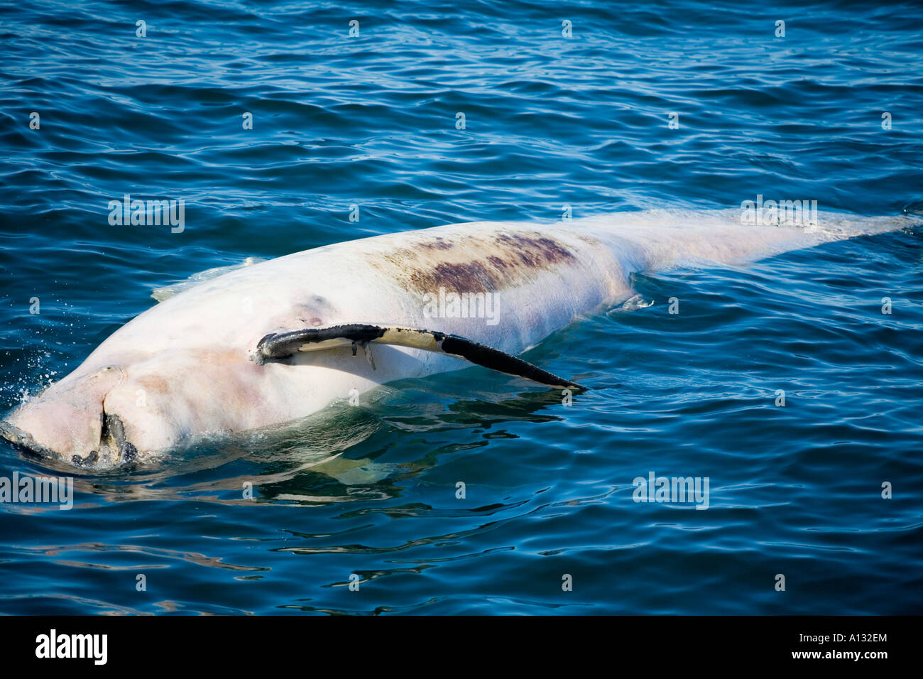 Dead pilot hi-res stock photography and images - Alamy