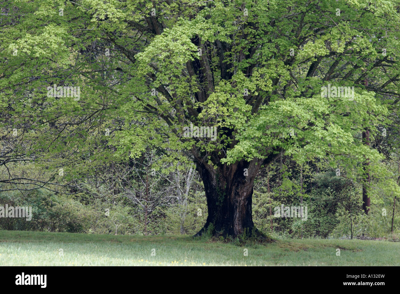 Large Oak Tree in April with new spring leaves Stock Photo - Alamy