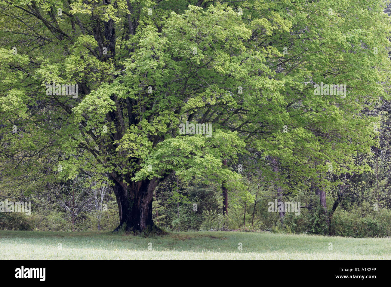 A large Oak Tree with new spring leaves Stock Photo - Alamy
