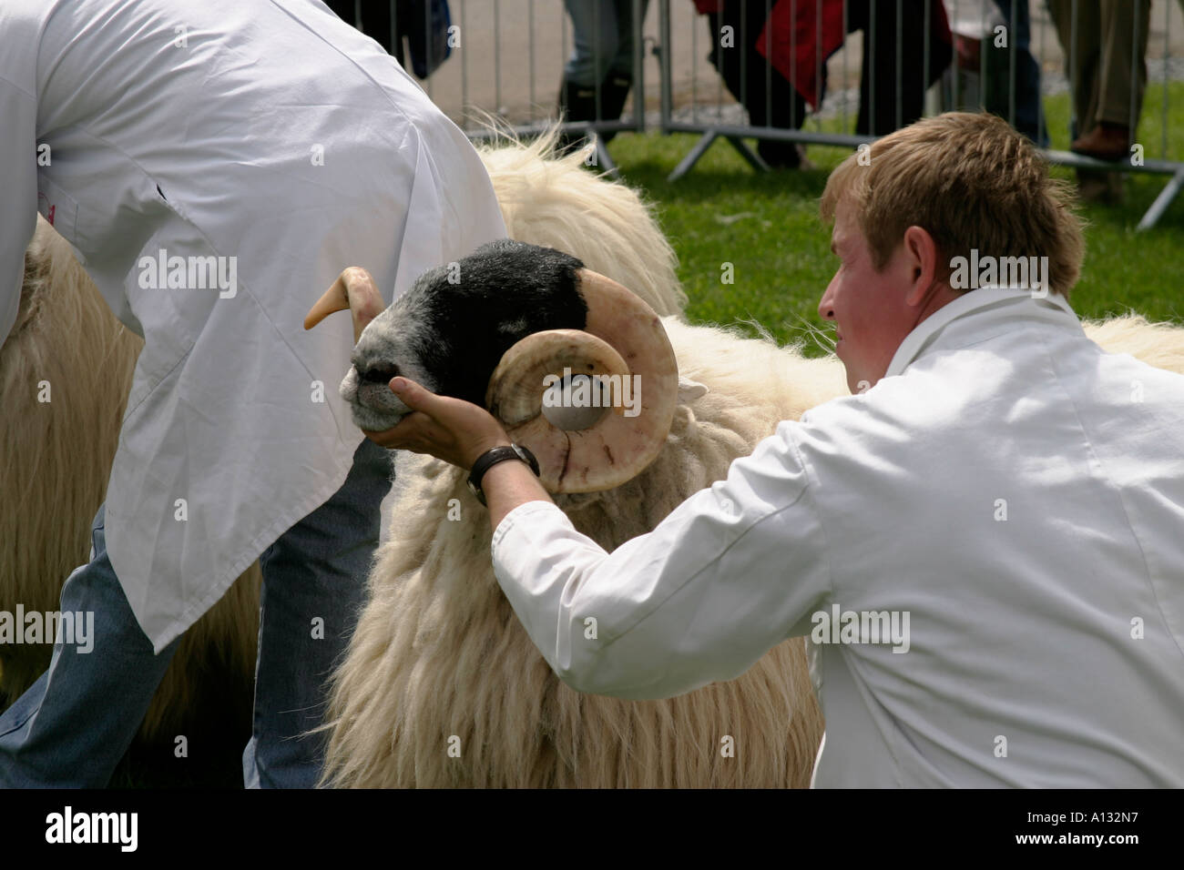 Agricultural county country show livestock farming farmers hi-res stock ...