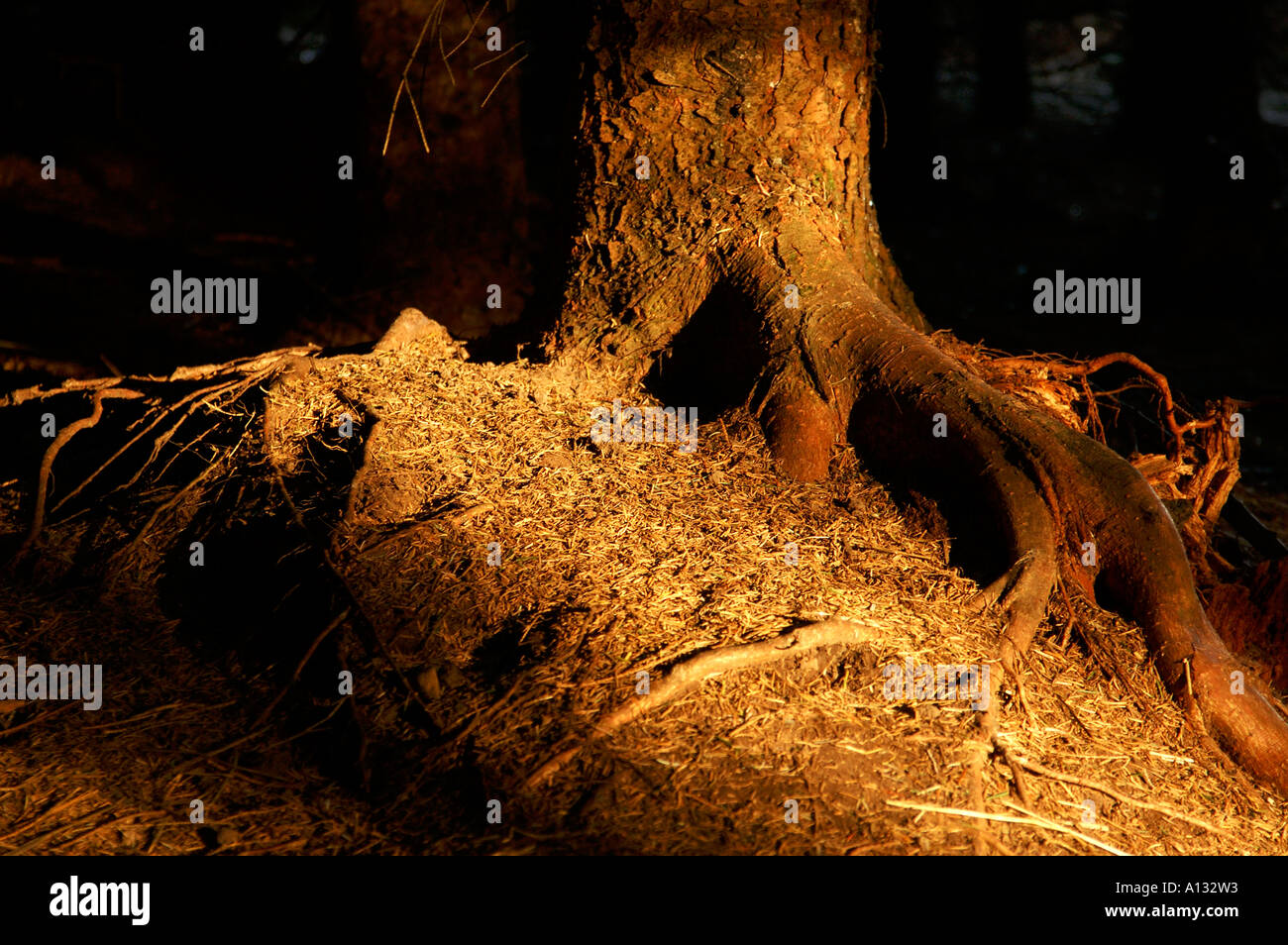 Roots of a pine tree in a dark forest Stock Photo - Alamy