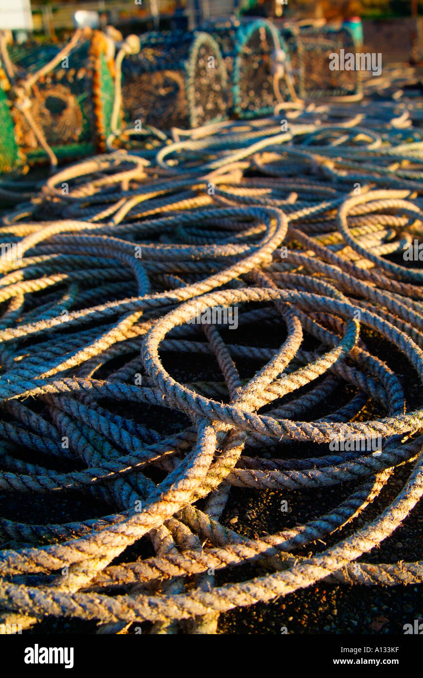 Rope coiled on pier used for connecting lobster pots together for ...