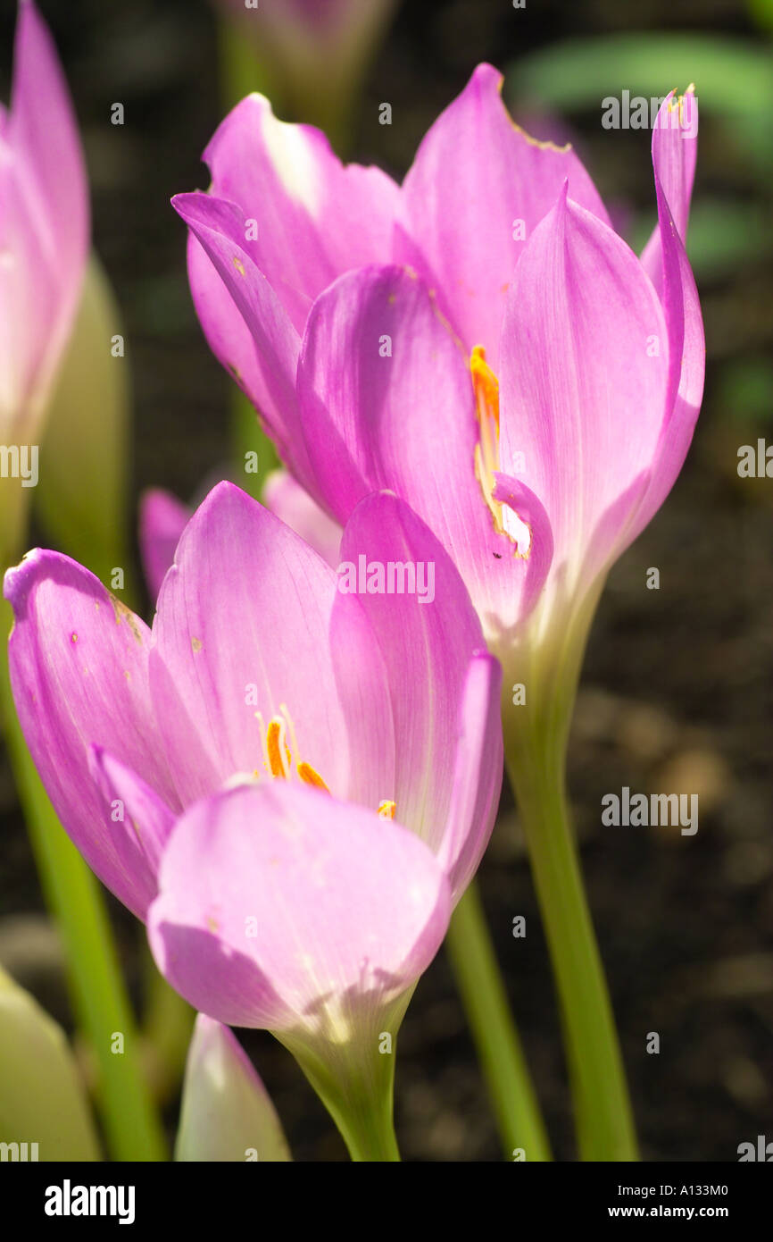 Plant purple autumn crocus hi-res stock photography and images - Alamy