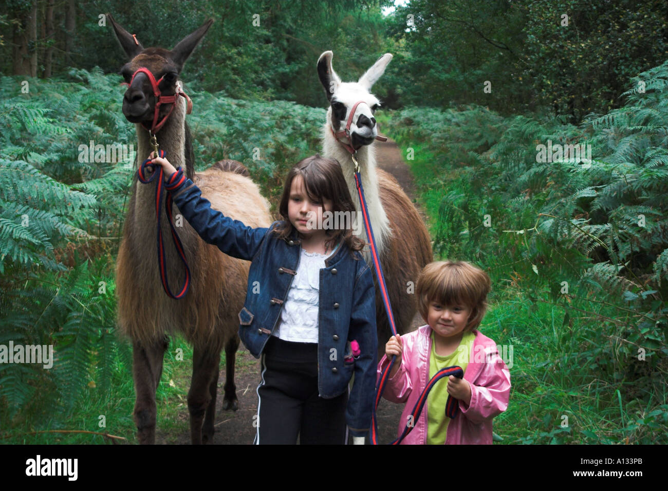 girl leading a llama Stock Photo - Alamy