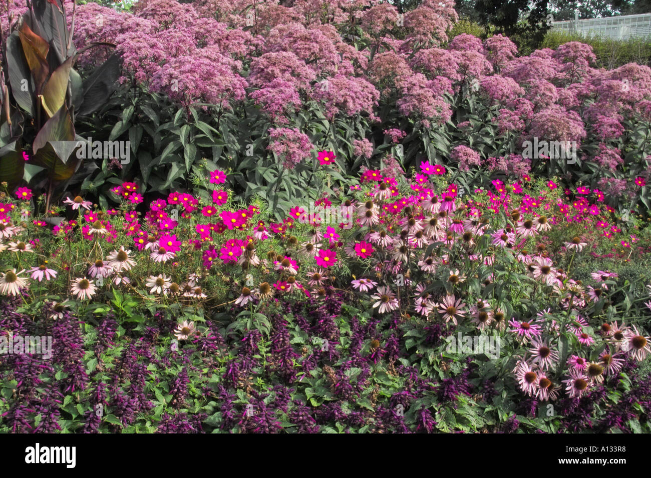 Flowers in an Autumn border Stock Photo - Alamy