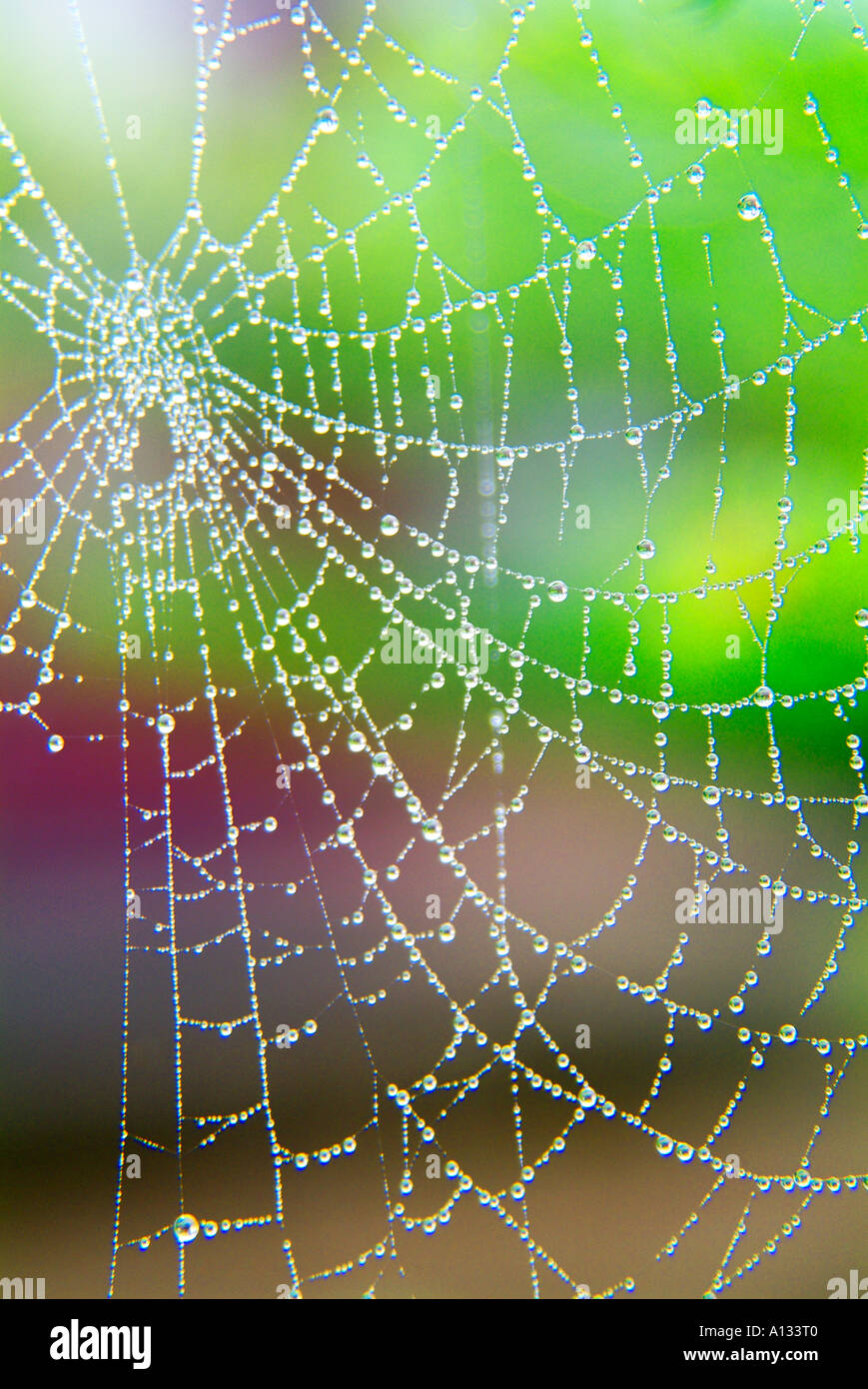 Spider web with early morning due Stock Photo - Alamy