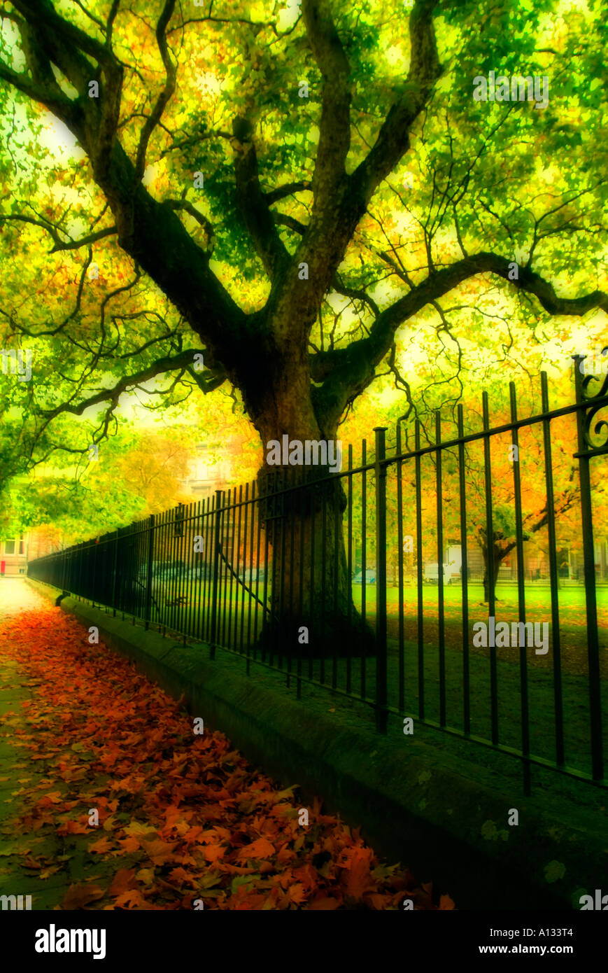Auntumn leaves lying on the ground with large tree behind railings in ...