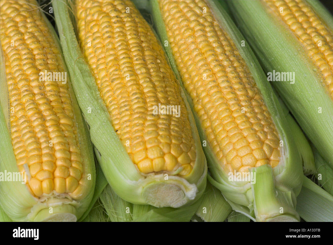 pile of corn on the cob Stock Photo - Alamy