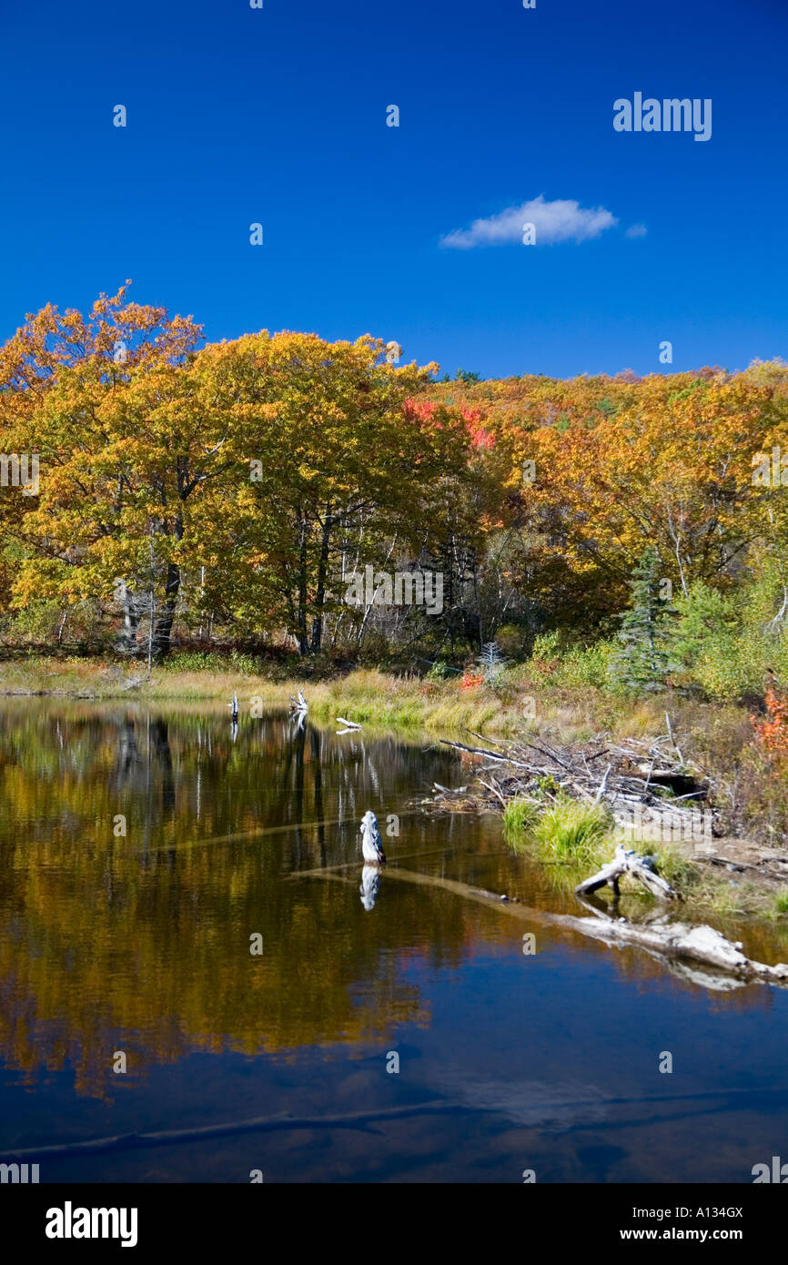 Fall Foliage in Acadia National Park Stock Photo - Alamy