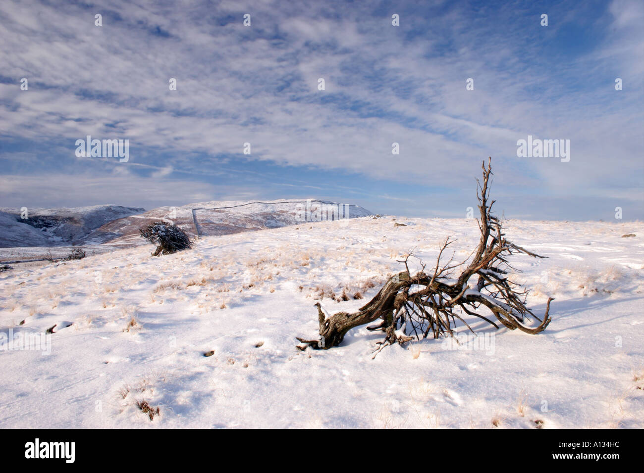 Skeletal Juniper Tree Juniperus communis in Winter Snow Bracken Rigg ...