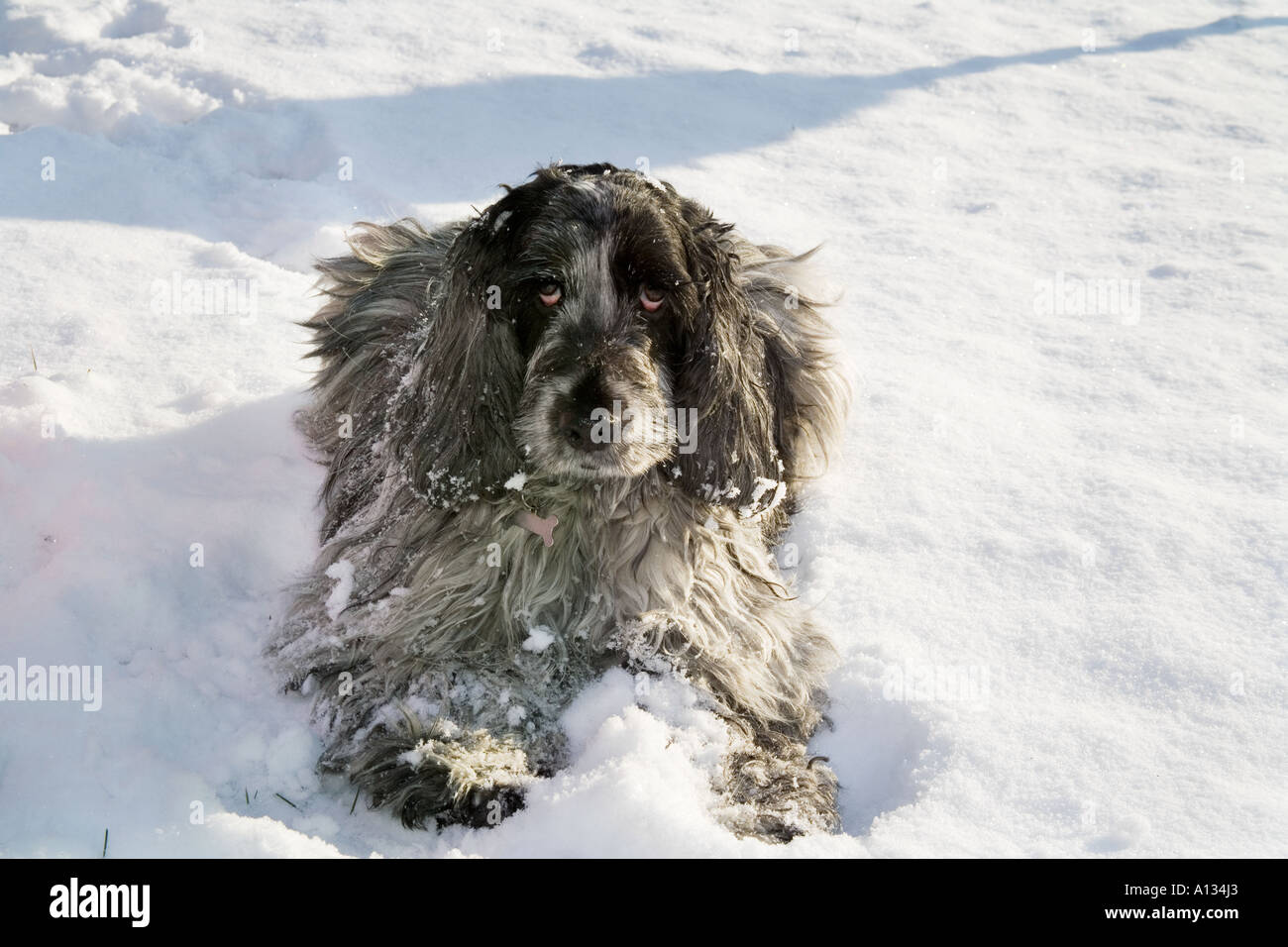 English Cocker spaniel blue roan laying on the snow Stock Photo - Alamy