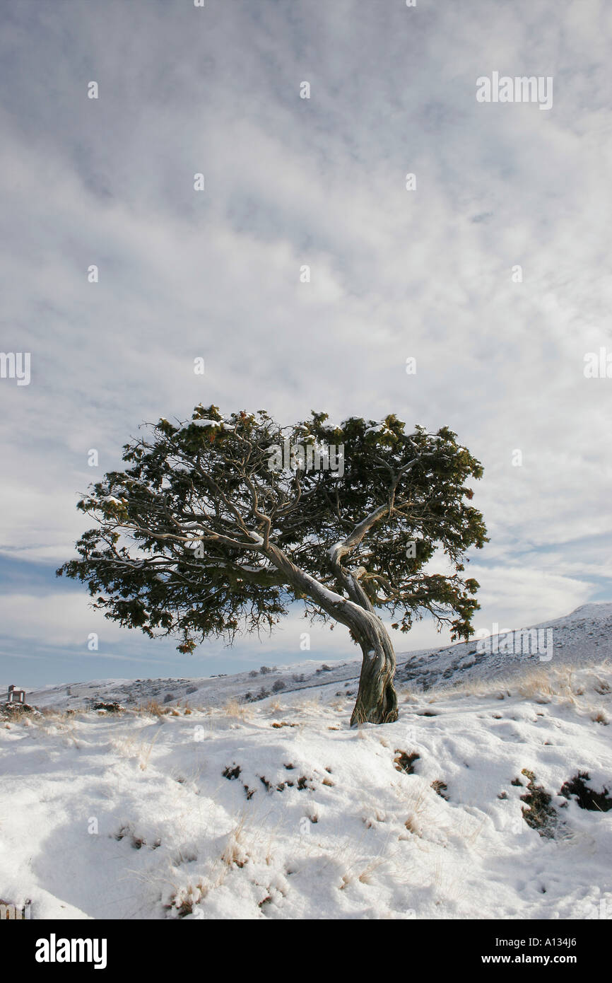Juniper Tree Juniperus communis Bent by Strong Prevailing Winds in a ...