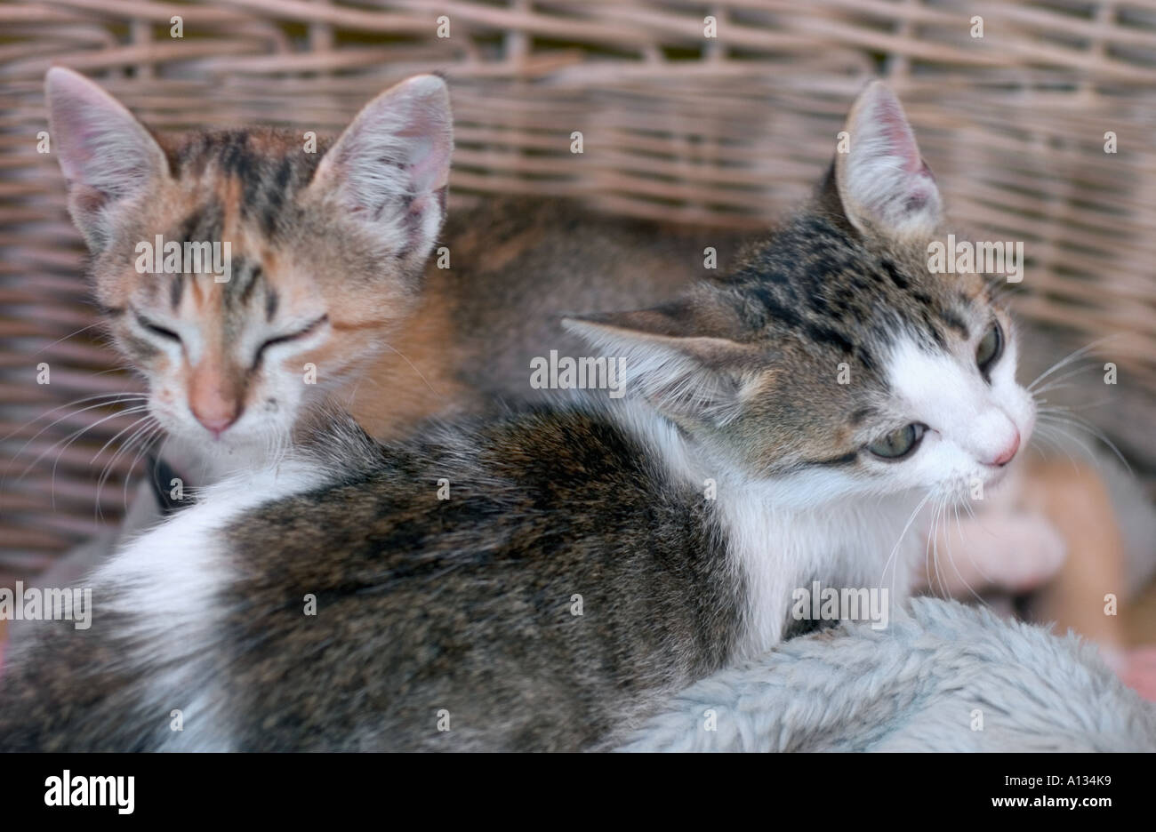 Two young cats hi-res stock photography and images - Alamy