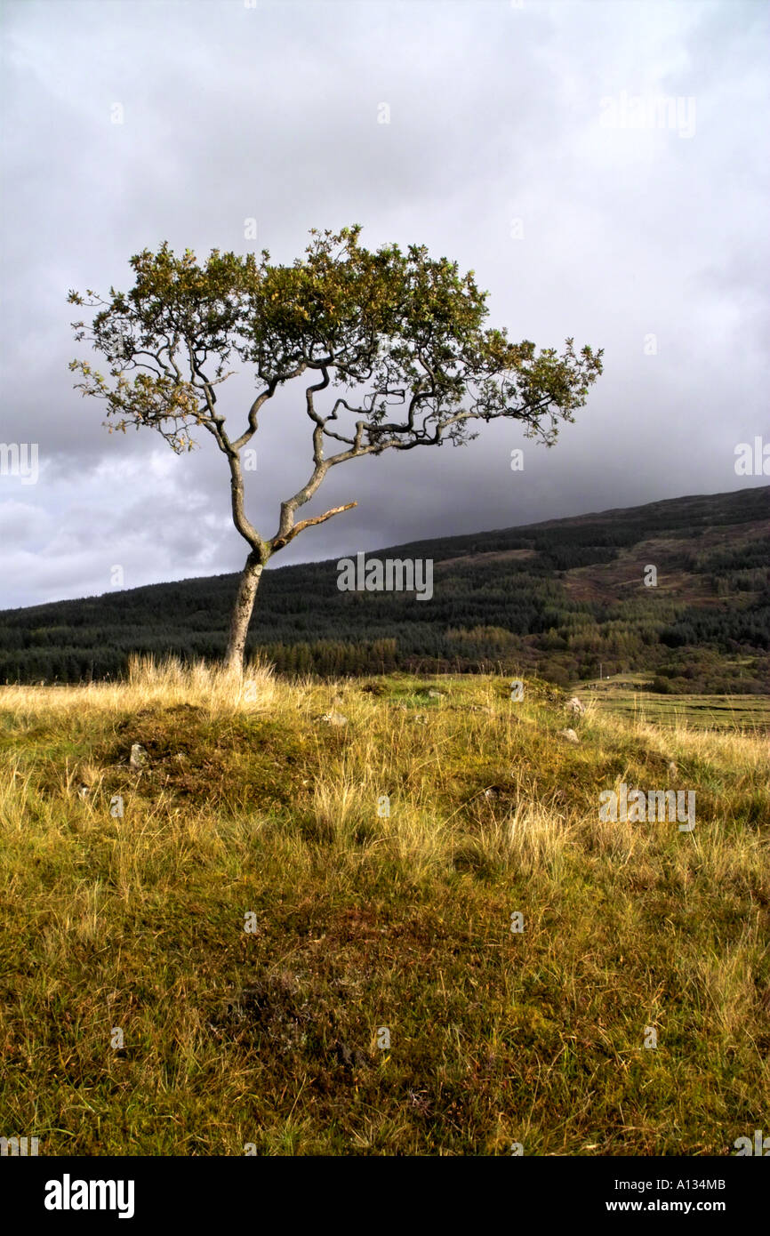 Rowan Tree, Isle of Skye, Western Highlands Stock Photo - Alamy