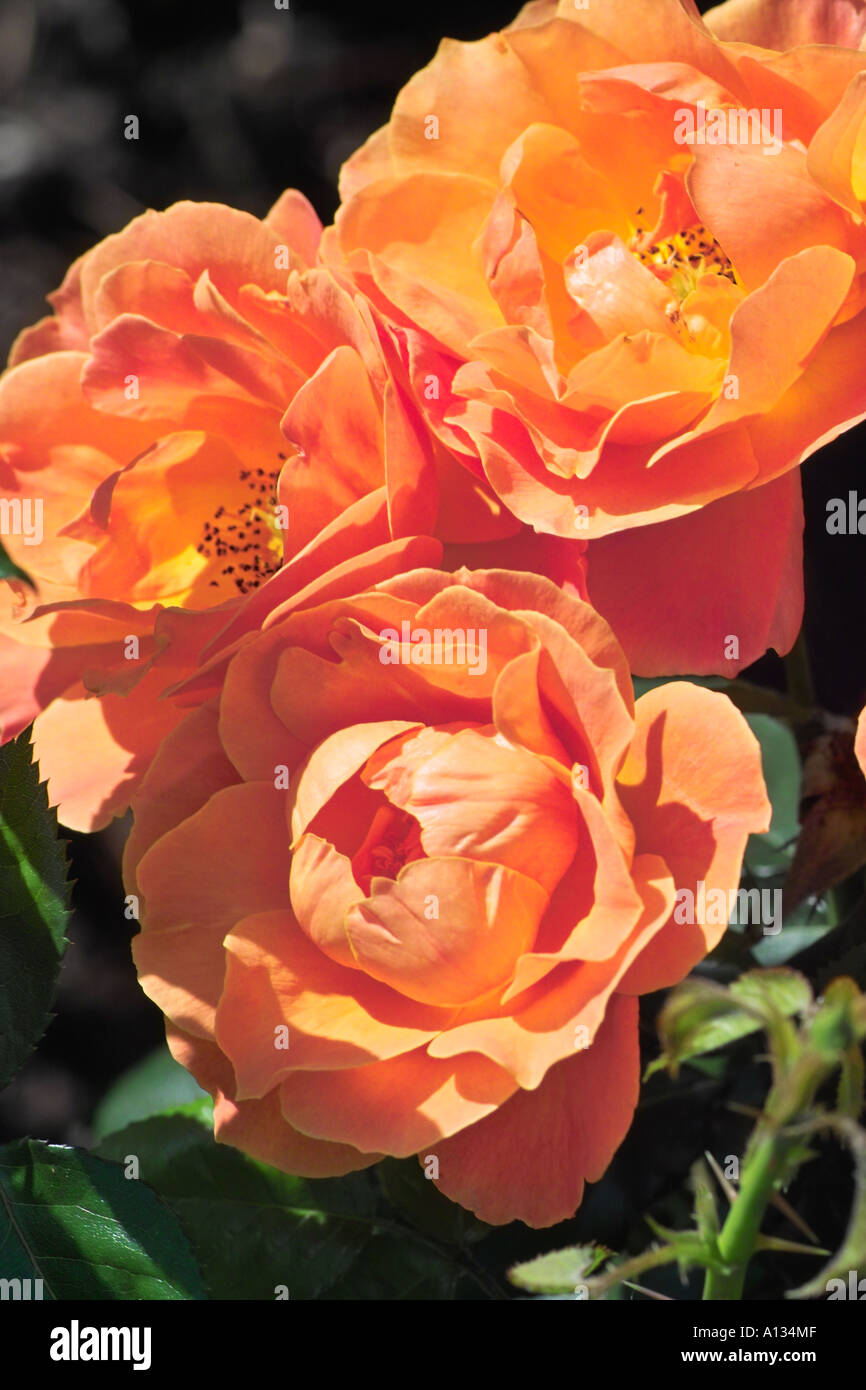 Floribunda group hi-res stock photography and images - Alamy