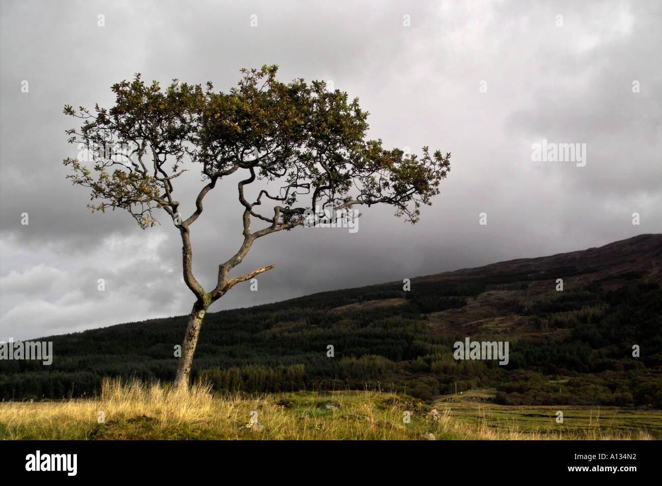 Rowan Tree, Isle of Skye, Western Highlands Stock Photo - Alamy