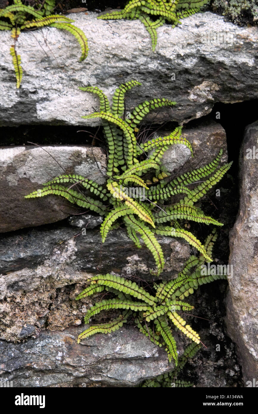 Miniature ferns on a ruined building, Isle of Skye, Western Highlands ...
