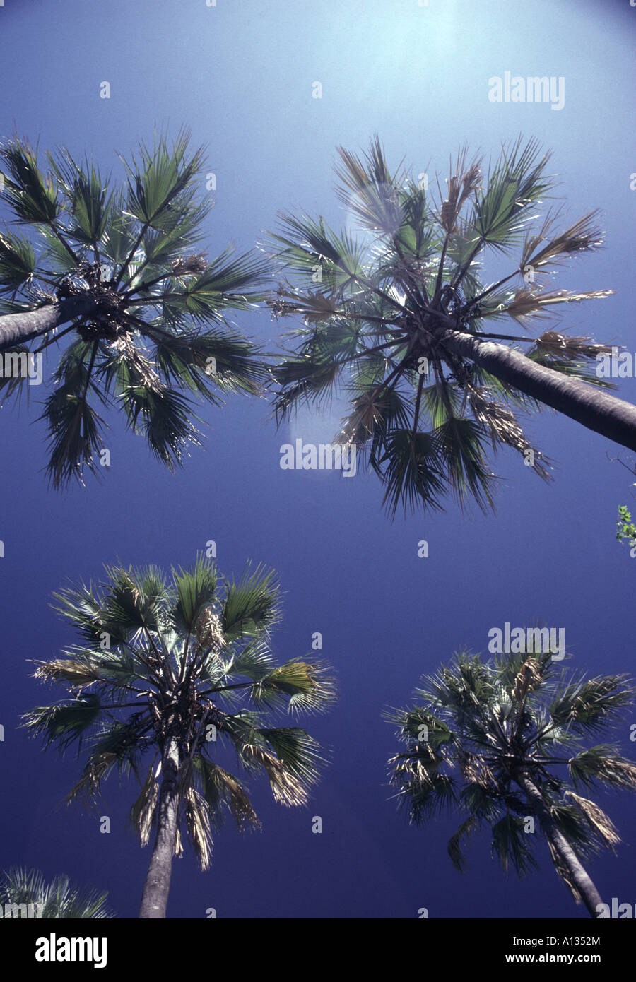 Looking up at four palm trees backlit against a blue sky in the ...