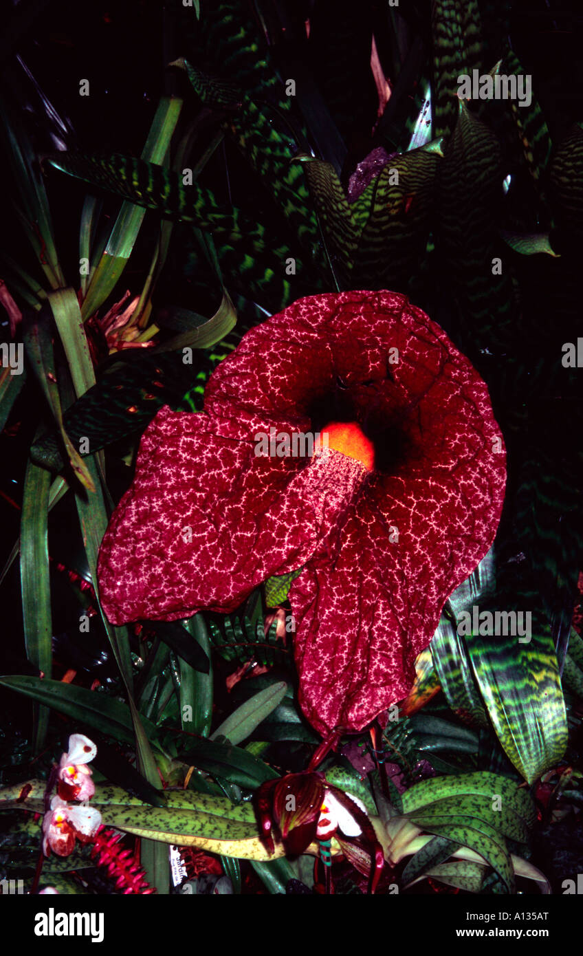 The flower of the Elegant Dutchmans Pipe, Calico Flower (Aristolochia ...