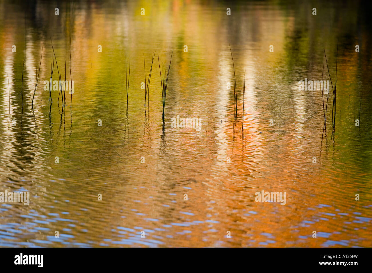 Brilliant Fall Color Reflection Stock Photo - Alamy