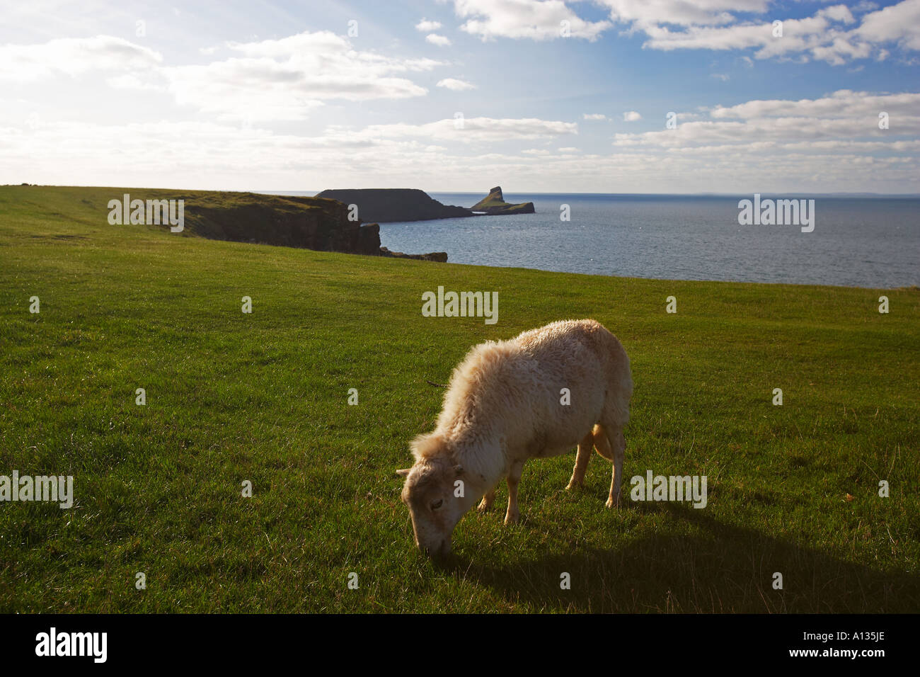 Sheep Grazing on Cliffs Rhossili Gower South Wales Stock Photo - Alamy