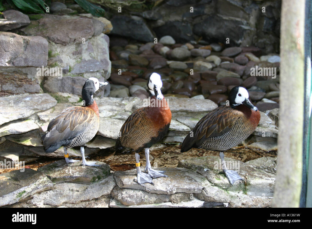 The duck bill hi-res stock photography and images - Alamy
