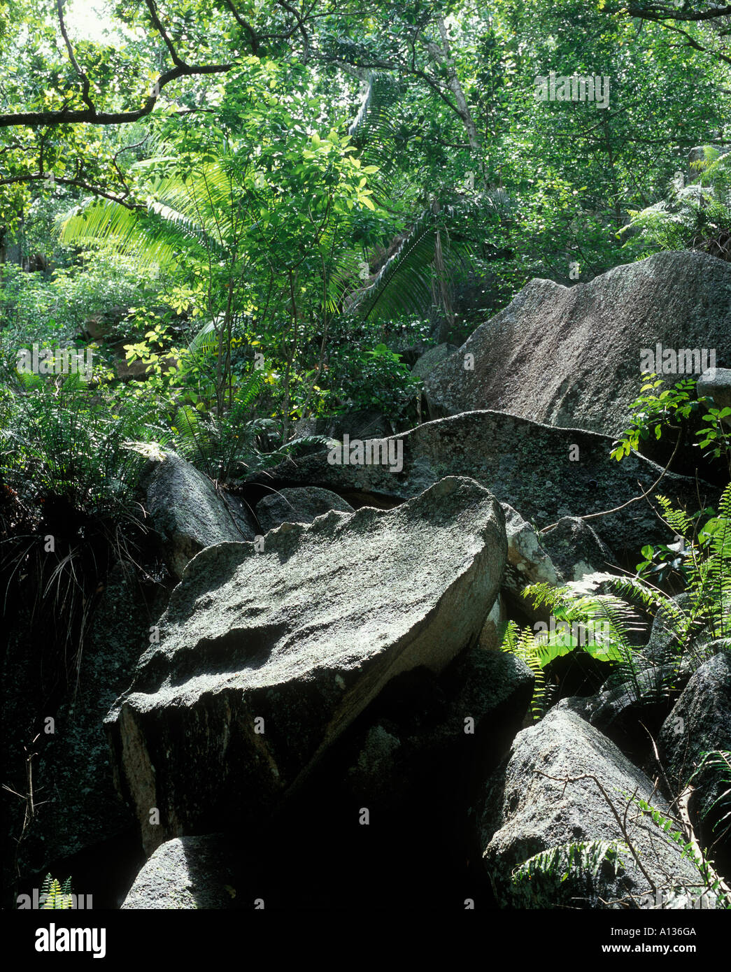 natural paterns seychelles jungle on la digue island Stock Photo - Alamy
