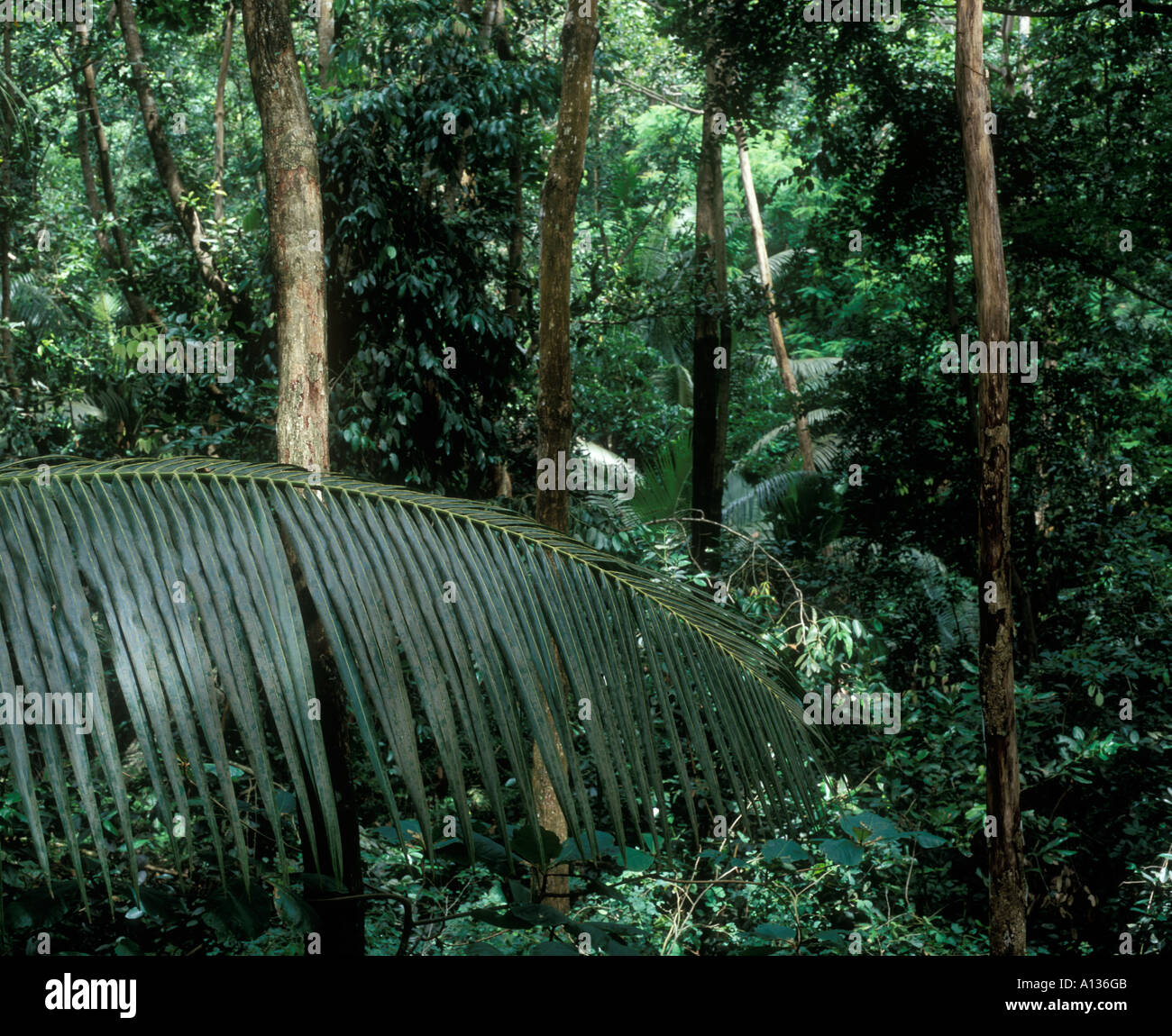 natural paterns seychelles jungle decompostion Stock Photo - Alamy