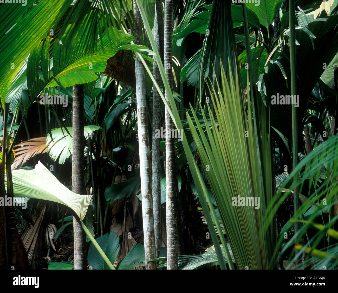 primary forest giant leaves seychelles natural paterns Stock Photo - Alamy