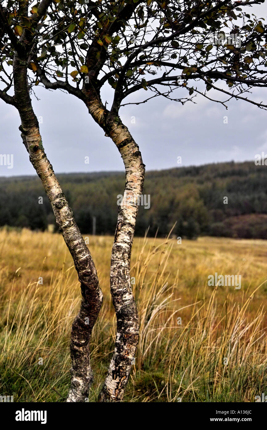 Windswept birch tree hi-res stock photography and images - Alamy