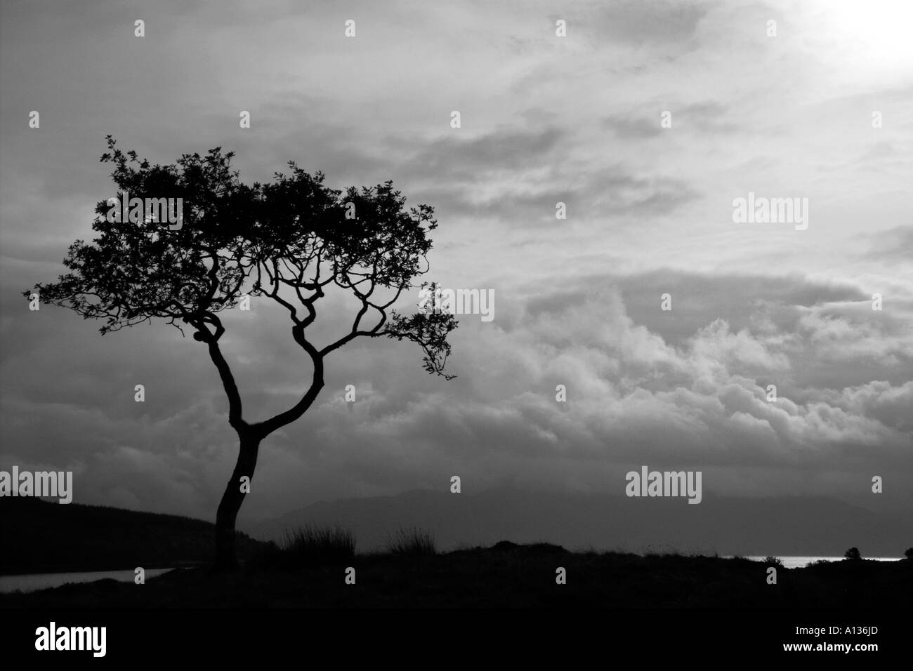 Rowan Tree, Isle of Skye Stock Photo - Alamy