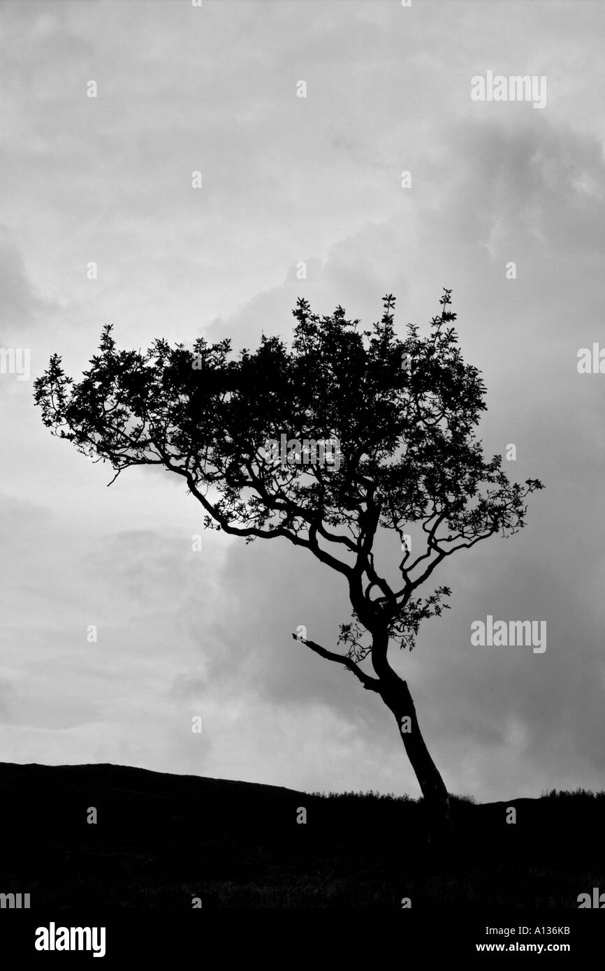 Rowan Tree, Isle of Skye Stock Photo - Alamy