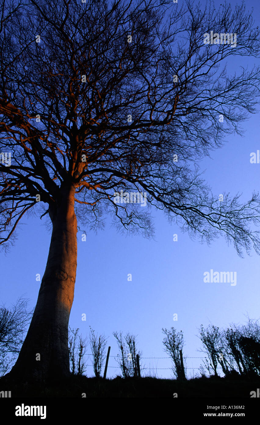 Gappy hedge hi-res stock photography and images - Alamy