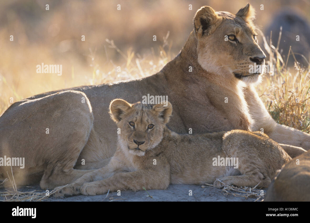 African Lion Panthera leo Female & Cub Stock Photo - Alamy