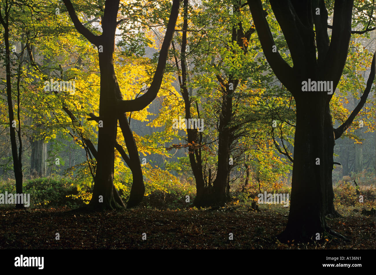 Changing wildlife habitat hi-res stock photography and images - Alamy