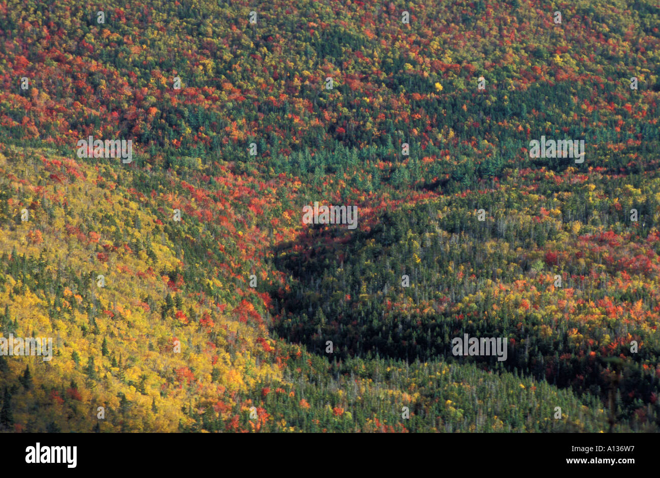 The view from Zeacliff in the White Mountain N F Mixed hardwoods and ...