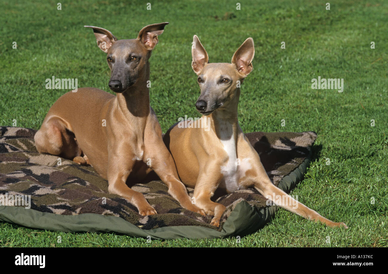 Pretty whippet hi-res stock photography and images - Alamy