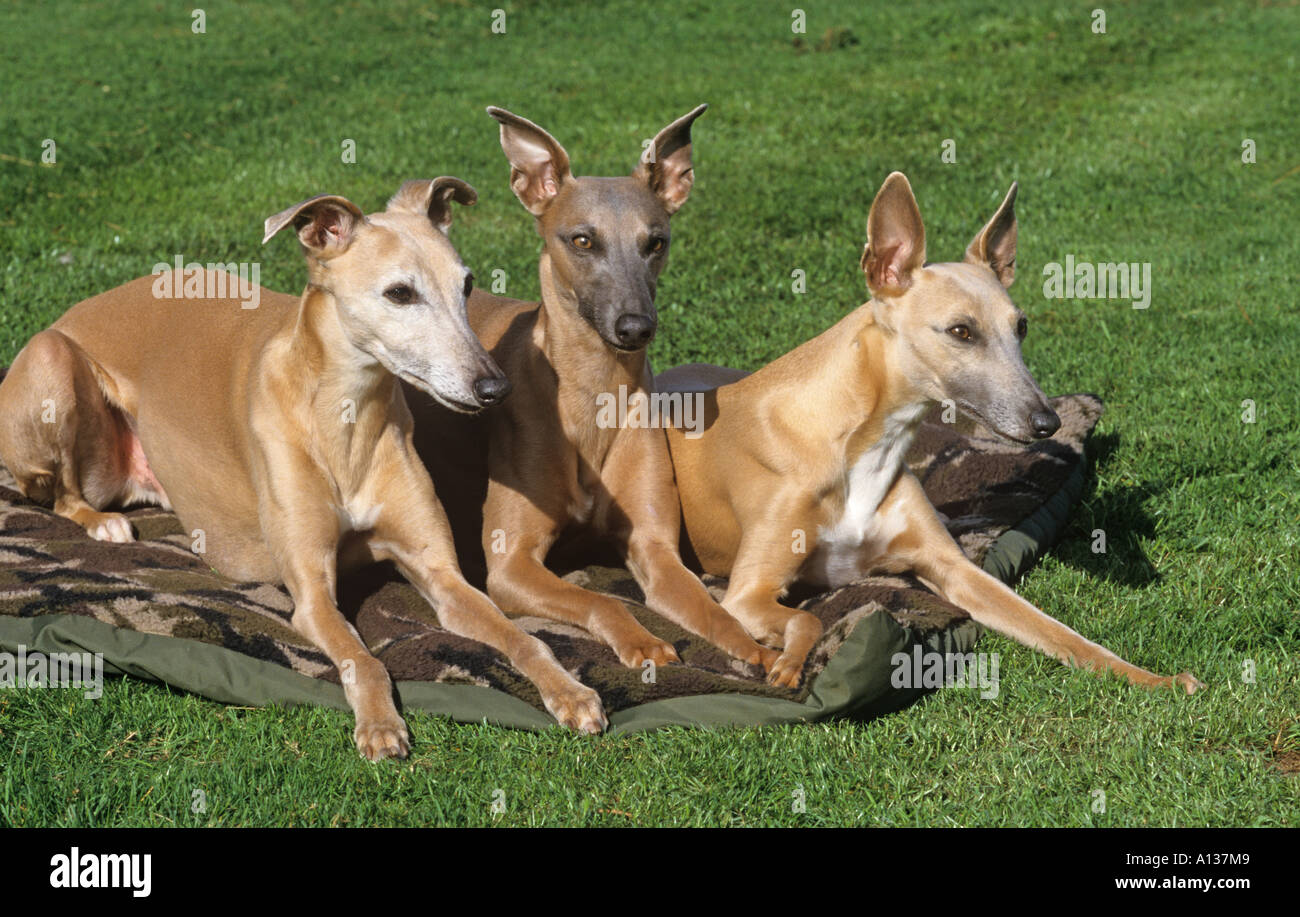 Pretty whippet hi-res stock photography and images - Alamy